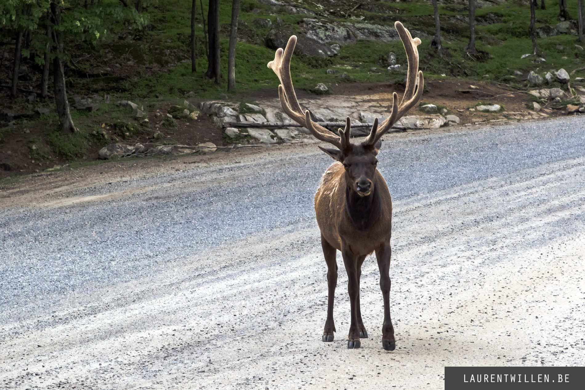Parc animalier Omega (visite, photos, avis,...)