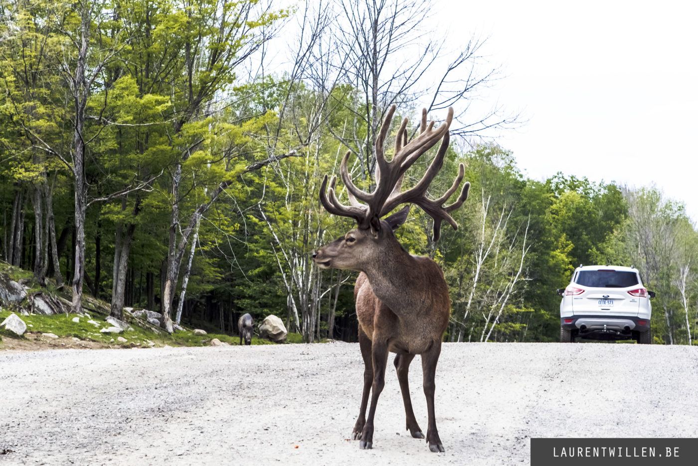 Parc animalier Omega (visite, photos, avis,...)