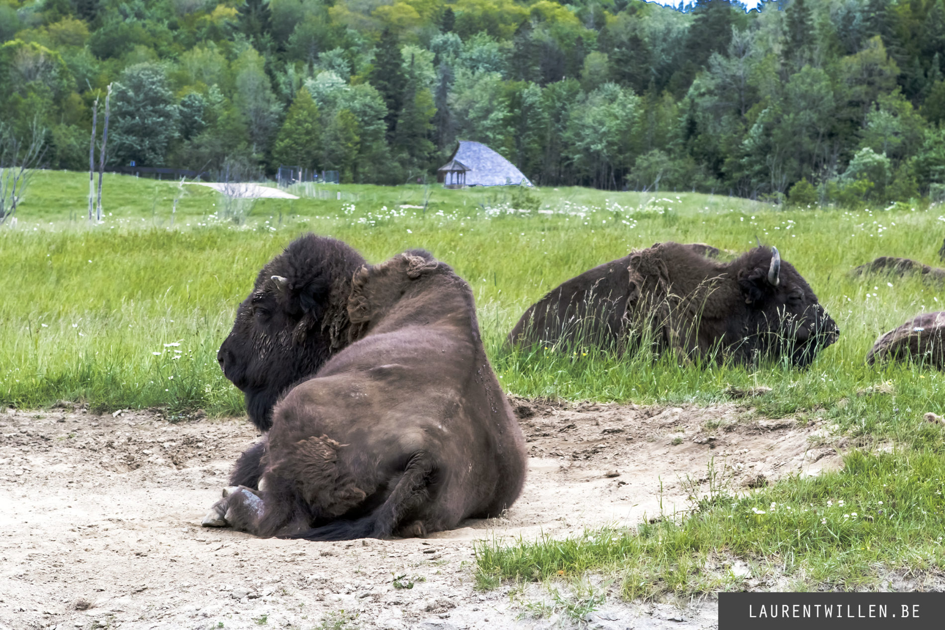 Parc animalier Omega (visite, photos, avis,...)