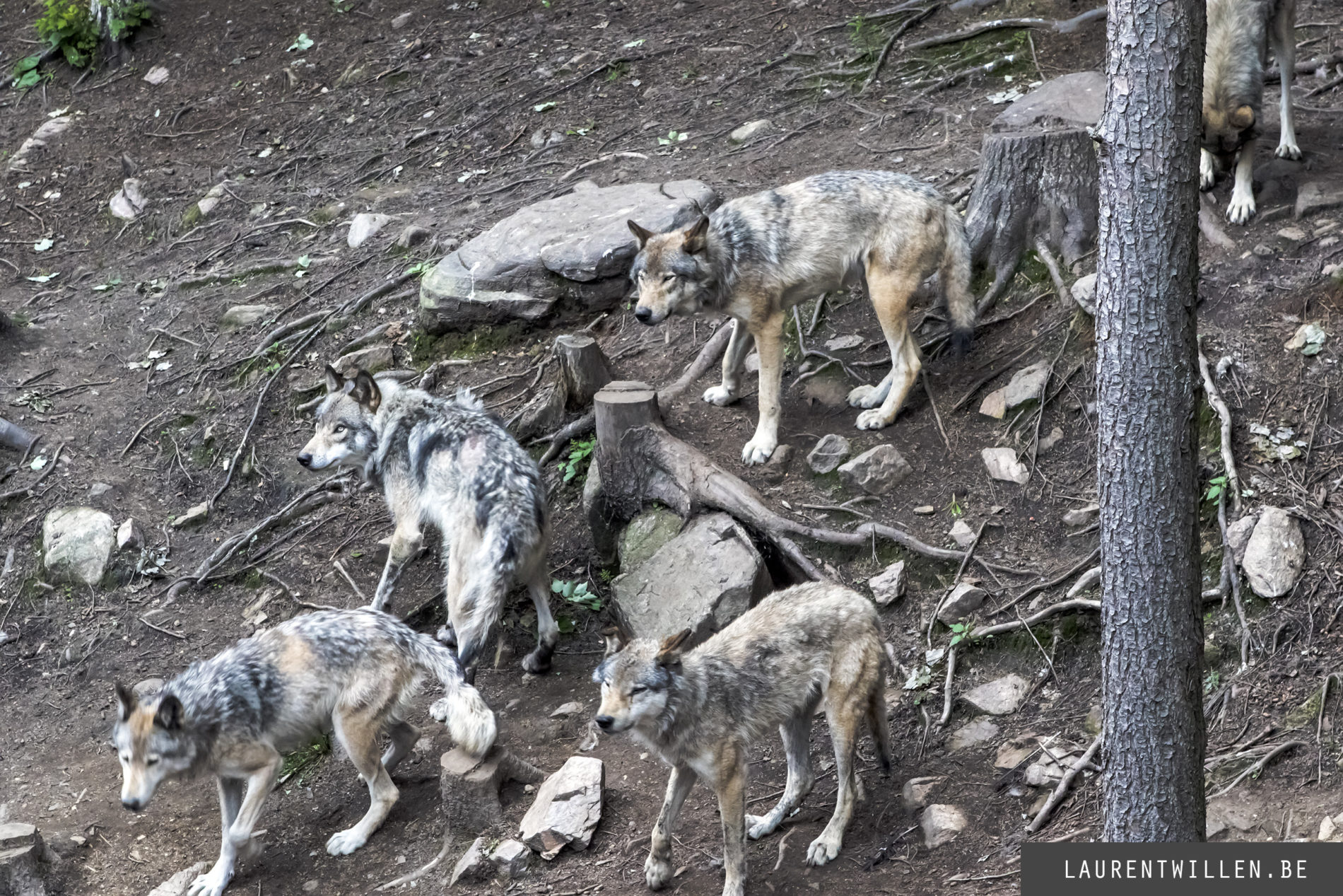 Parc animalier Omega (visite, photos, avis,...)