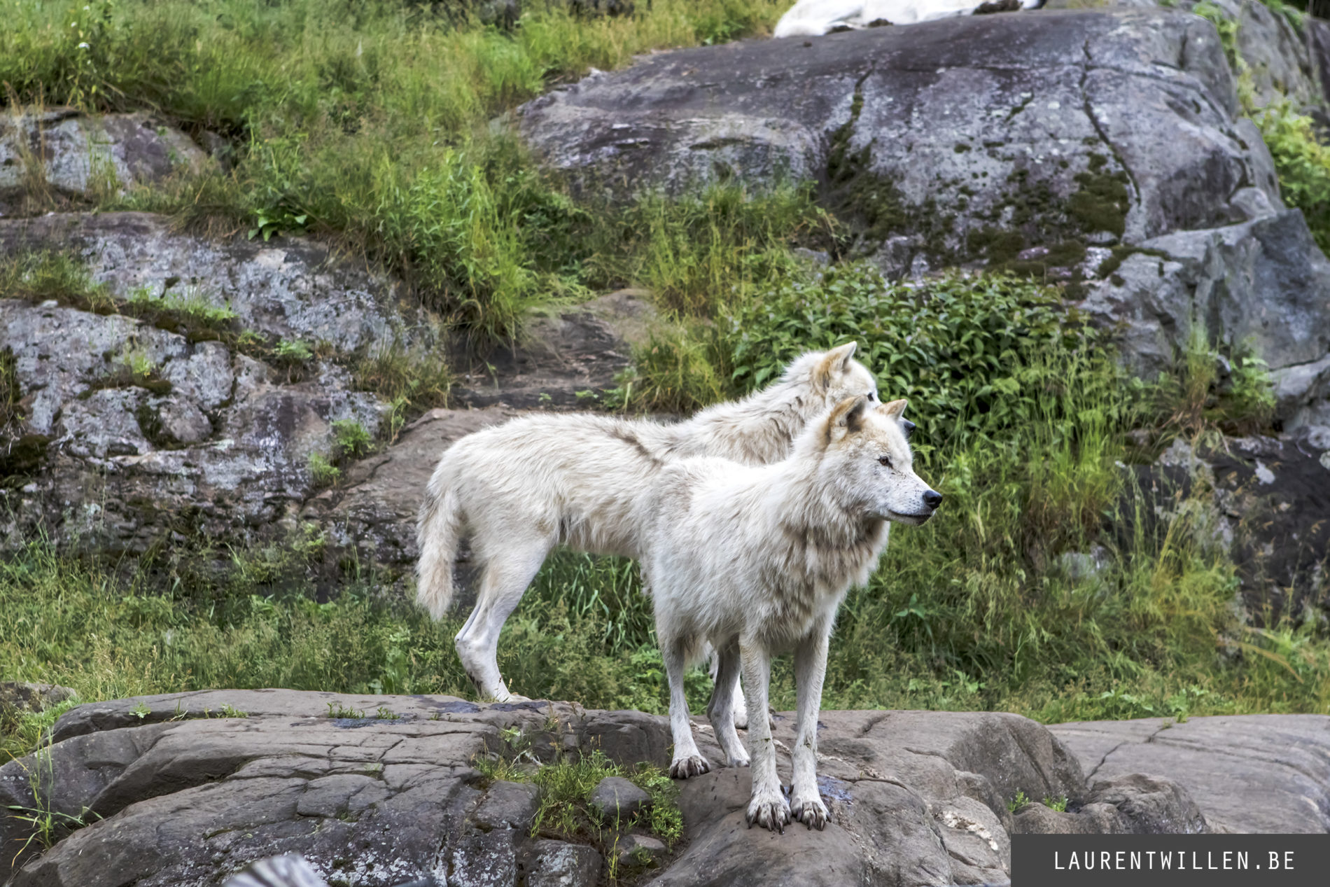 Parc animalier Omega (visite, photos, avis,...)