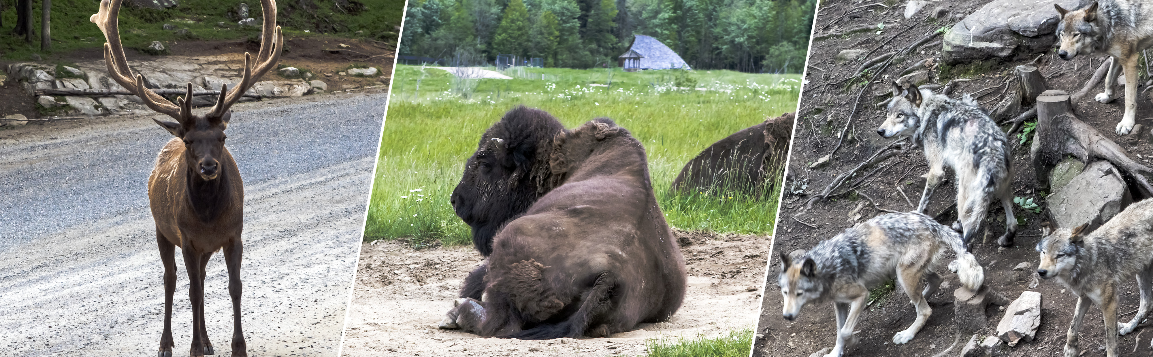 Parc animalier Omega (visite, photos, avis,...)