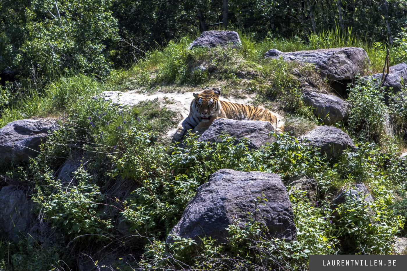 Zoo Saint-Félicien (visite, photo, avis,...)