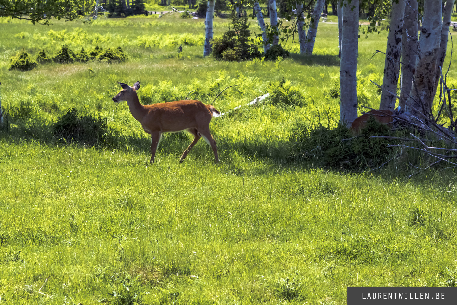 Zoo Saint-Félicien (visite, photo, avis,...)